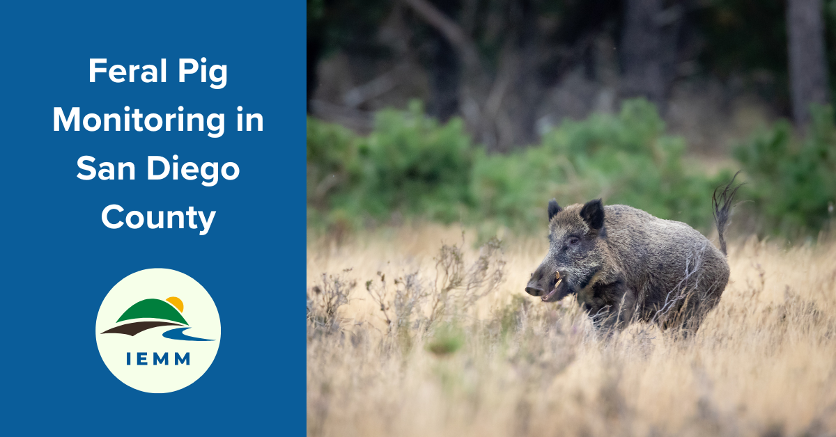 Feral Pig Monitoring in San Diego County | Institute for Ecological ...