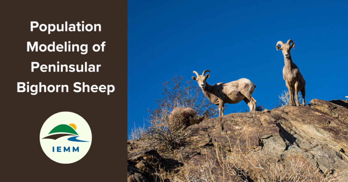 Population Modeling of Peninsular Bighorn Sheep | Institute for ...