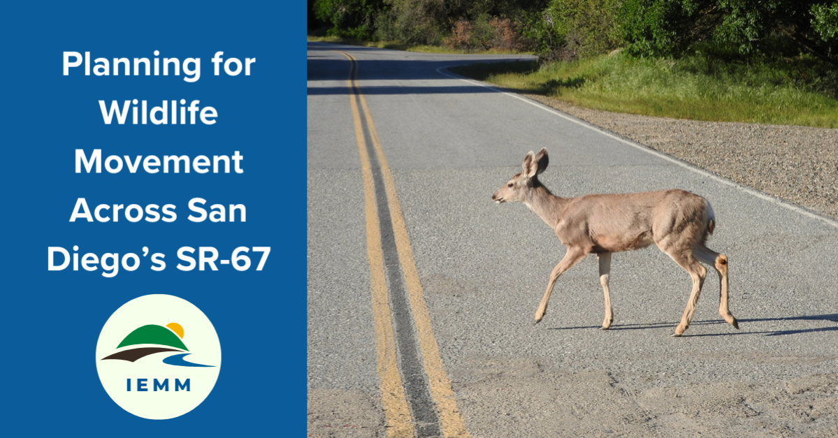 Planning for Wildlife Movement Across San Diego’s SR-67 | Institute for ...